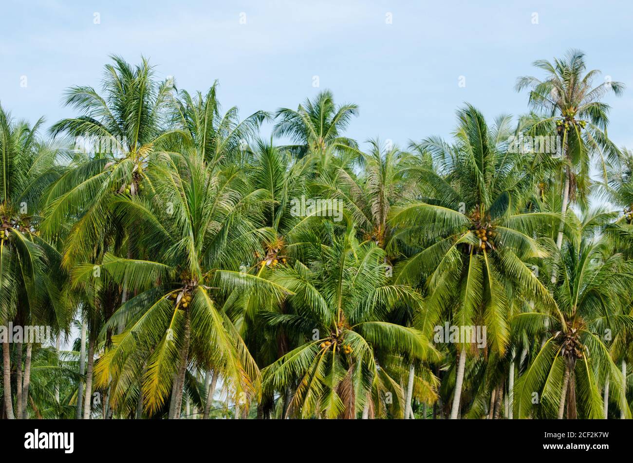 Coconut trees plantation hi-res stock photography and images - Alamy
