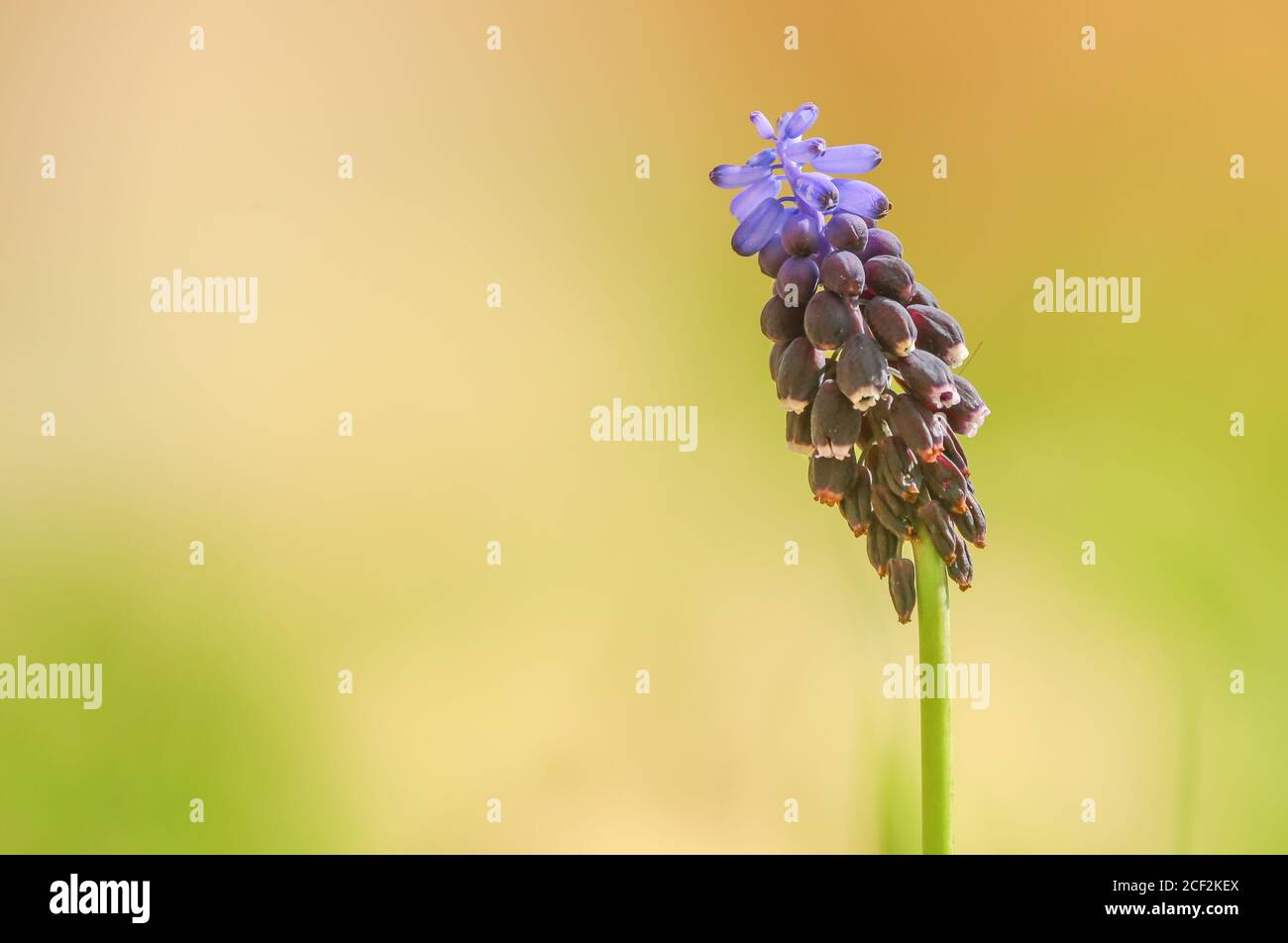 Feather hyacinth hi-res stock photography and images - Alamy