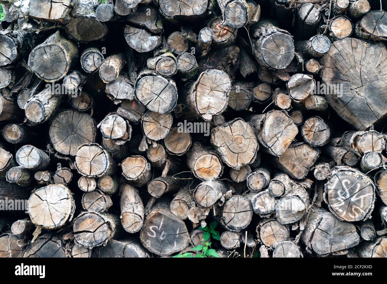 Closeup of stacked tree lumber under the sunlight at daytime Stock ...