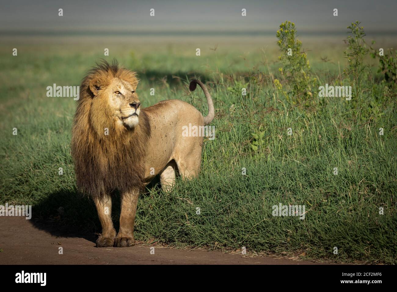 Most powerful predator hi-res stock photography and images - Alamy