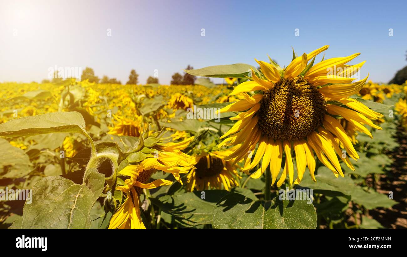Sunbeam sunflower High Resolution Stock Photography and Images - Alamy