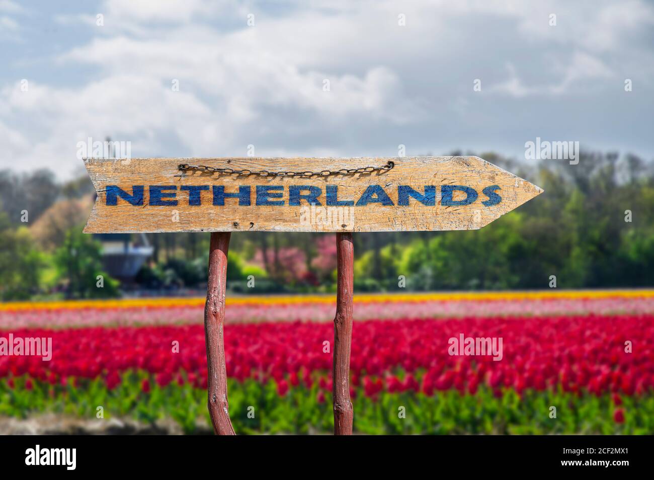Netherlands wooden arrow road sign against tulips field and forest ...