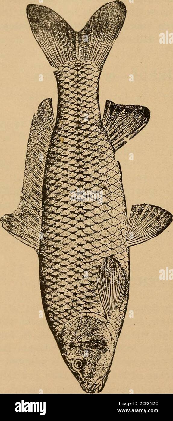 Leather Carp High Resolution Stock Photography and Images - Alamy