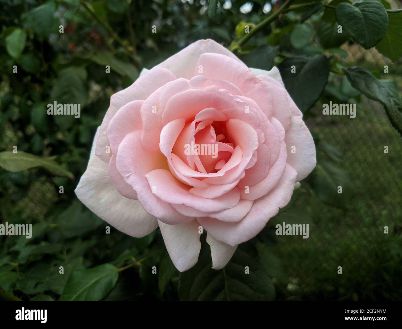 Light pink rose bush flower close up Stock Photo - Alamy