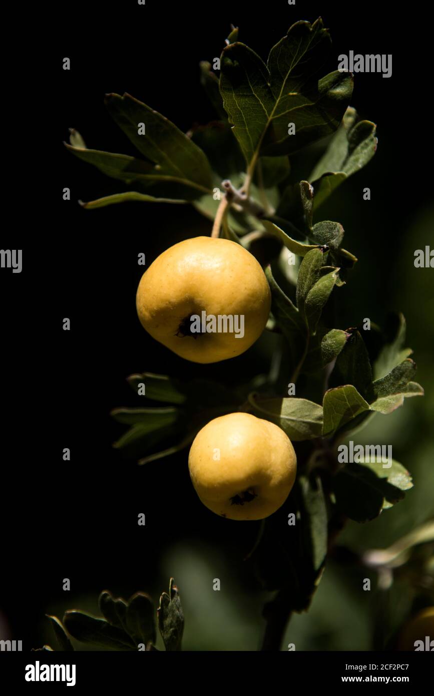 Azerole hi-res stock photography and images - Alamy