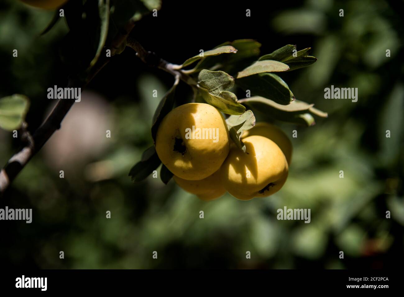 Azerole hi-res stock photography and images - Alamy