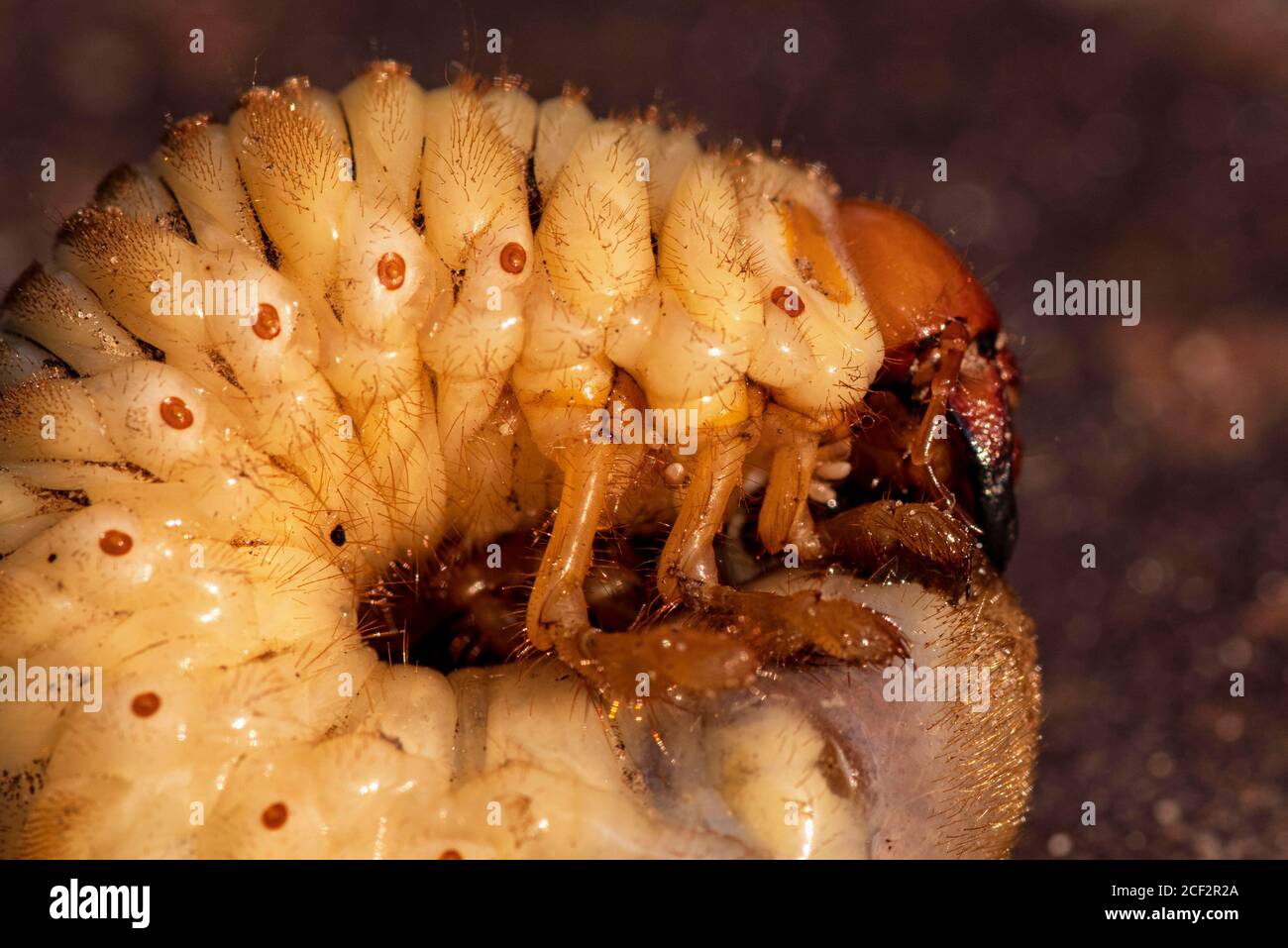 Beetle dung behavior hi-res stock photography and images - Alamy