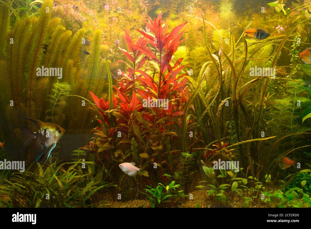 Aquatic plants growing underwater hi-res stock photography and images ...
