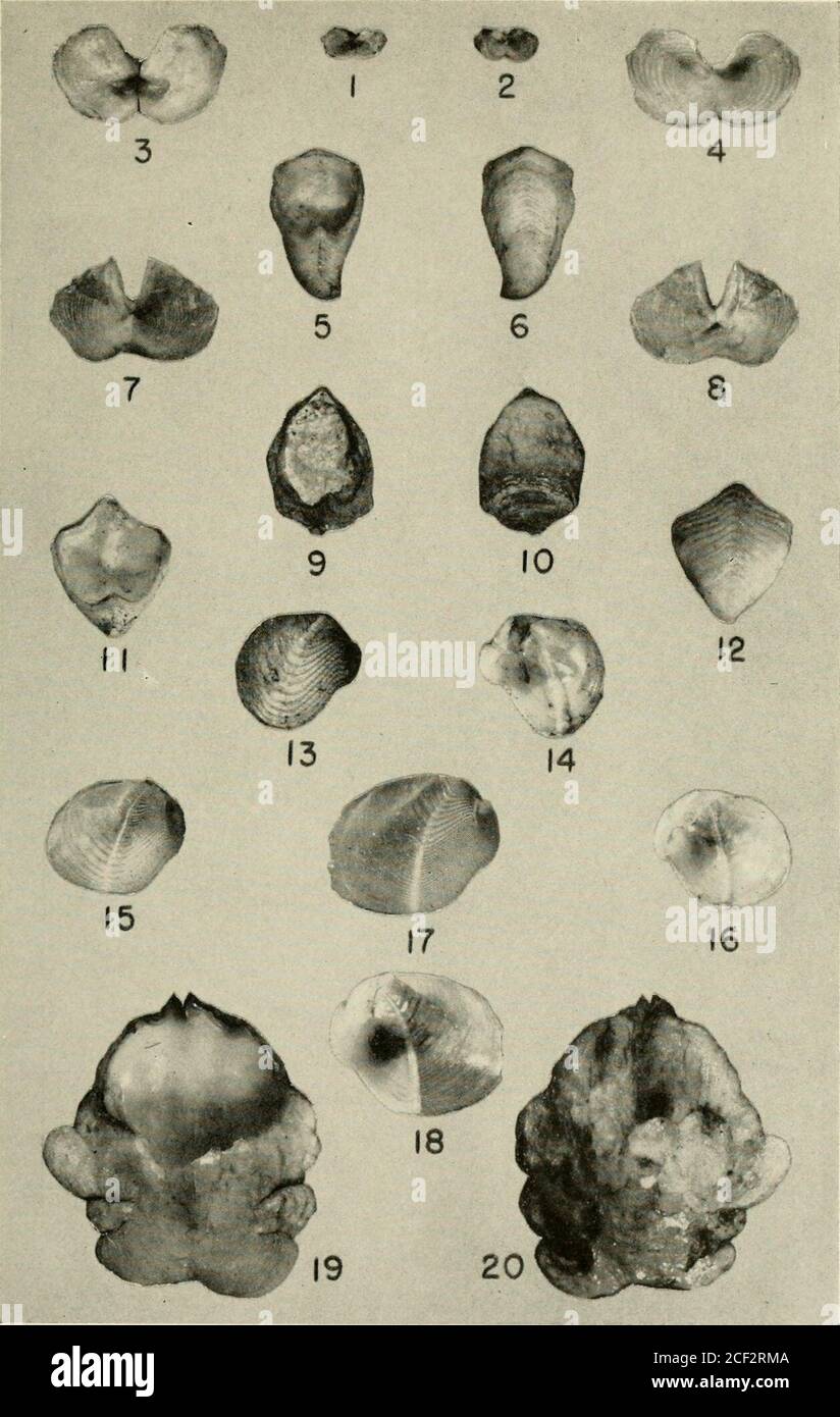 . Smithsonian miscellaneous collections. Martesia(For explanation, see ...