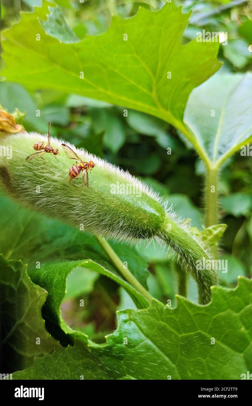 Melon insect hi-res stock photography and images - Alamy