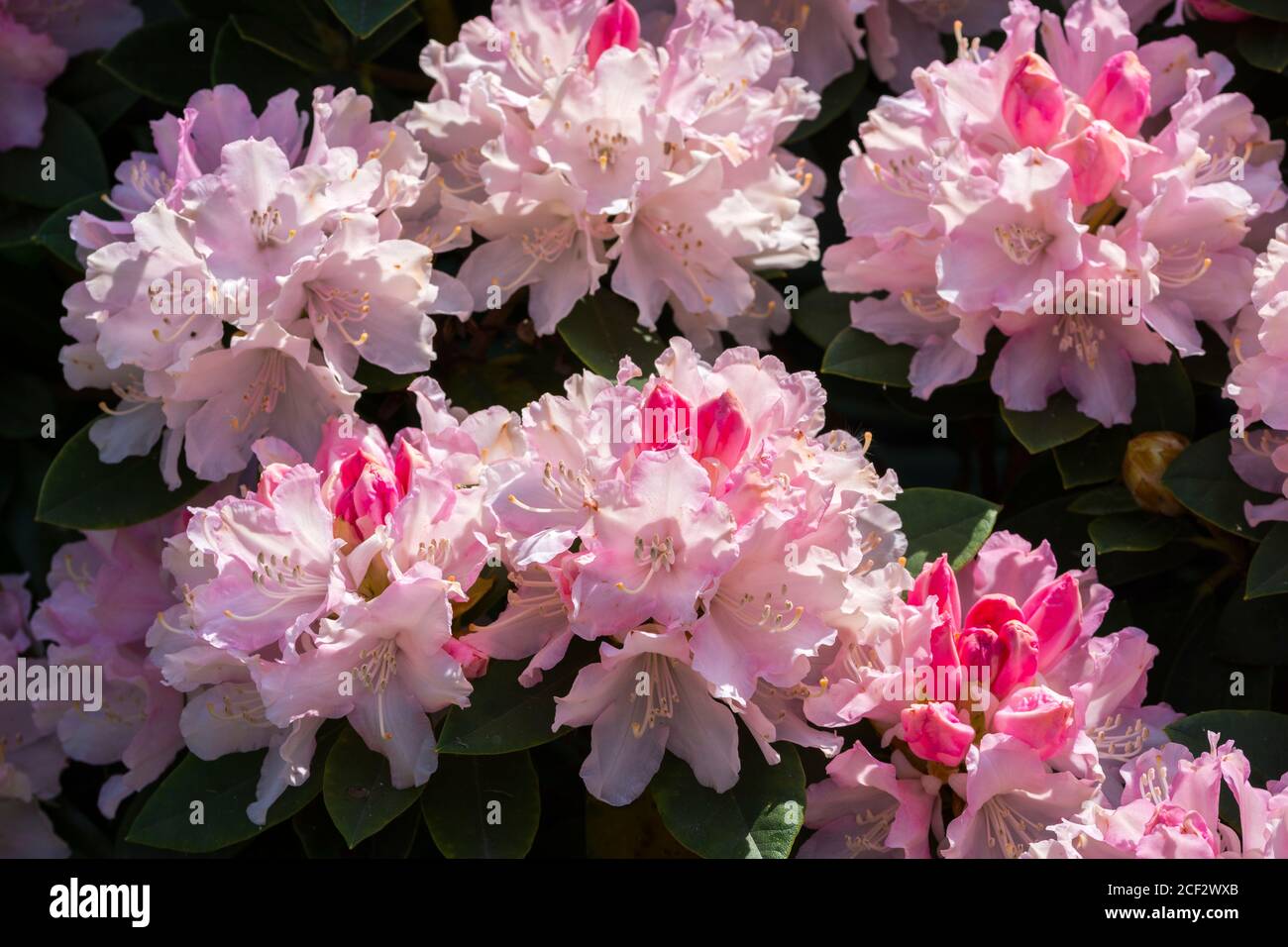 Dwarf Rhododendron shrub 'Yakushimanum Doc' Stock Photo - Alamy