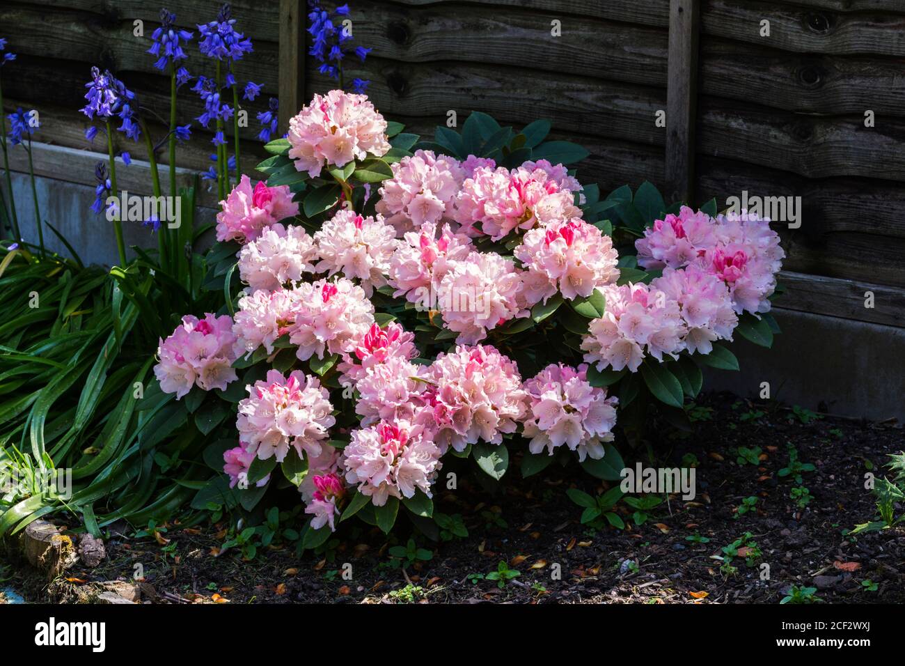 Dwarf rhododendron hi-res stock photography and images - Alamy