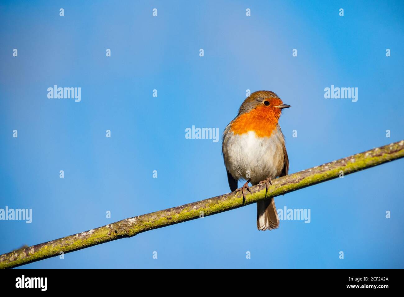 cute little robin bird perched on a tree branch in the sunshine Stock ...