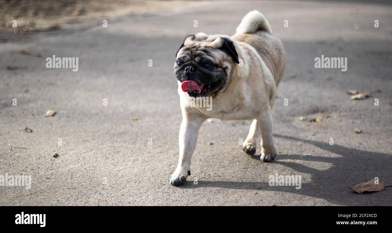 Pug walking on a concrete path with shadow from low sun Stock Photo - Alamy