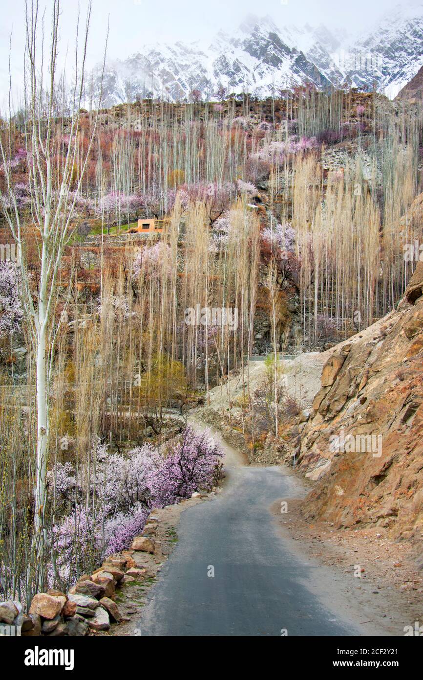 cherry blossom in Pakistan Stock Photo - Alamy