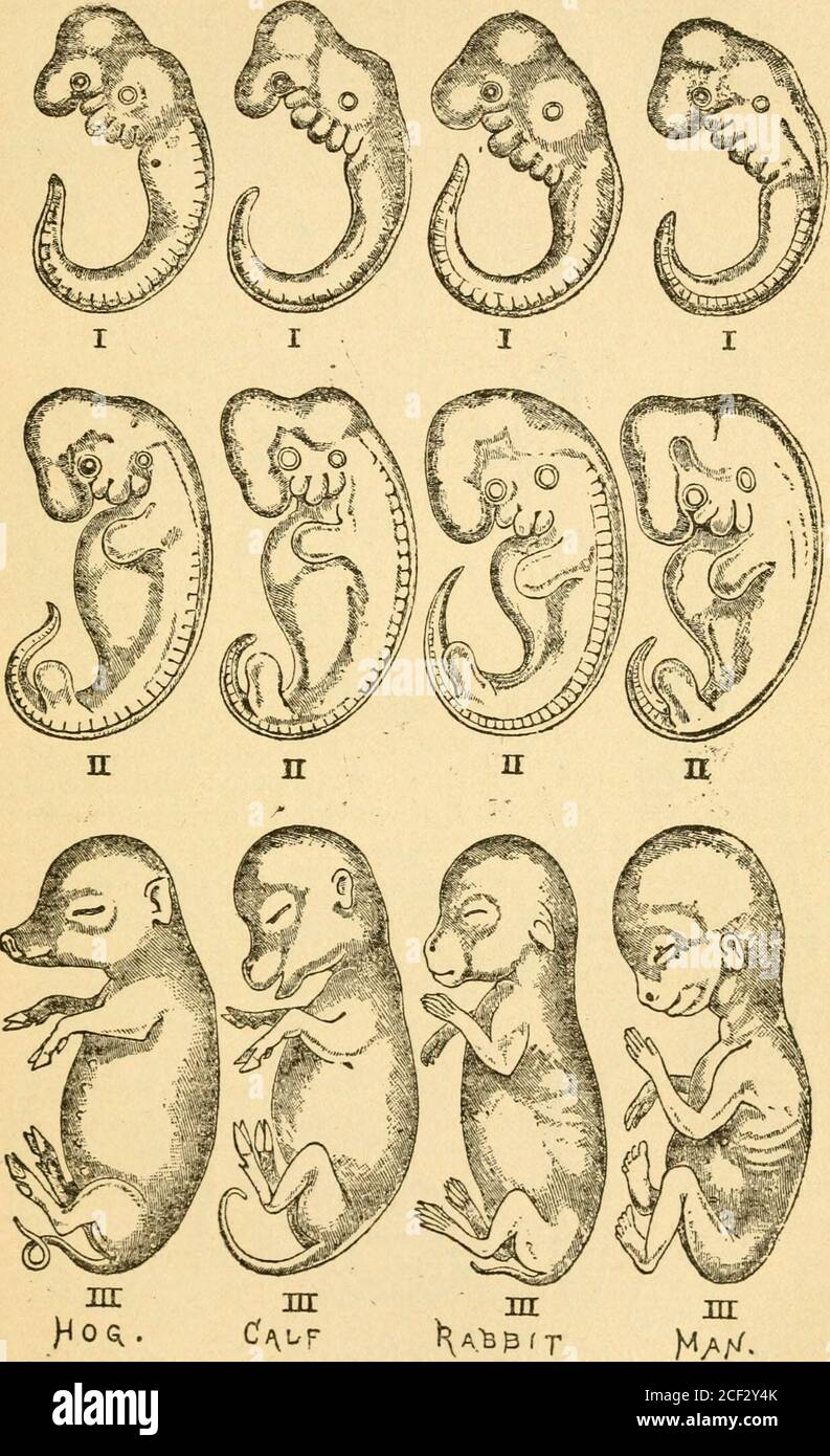 Embryology Evolution The Evolution Of Embryo Models | Nature Methods