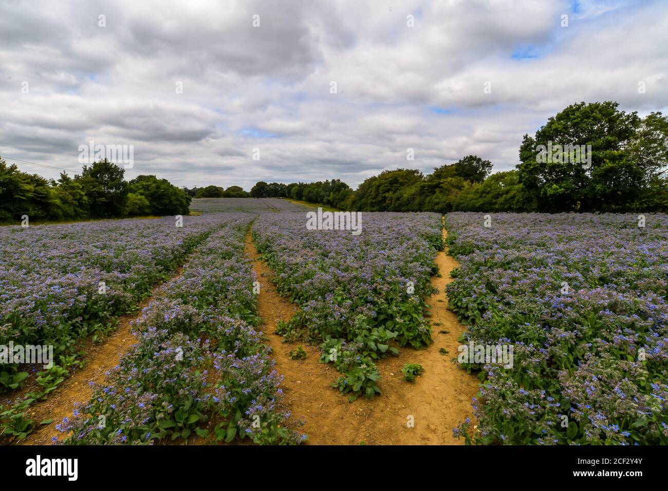 Paths through a field with bright blue flowers Stock Photo - Alamy