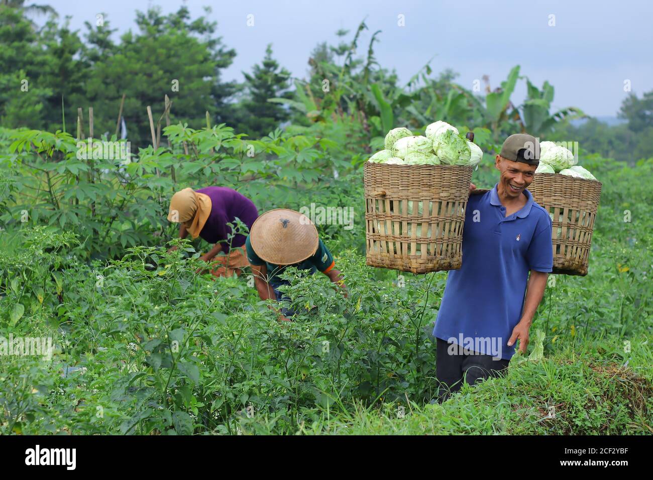 a photo of a cabbage farmer harvesting Stock Photo - Alamy