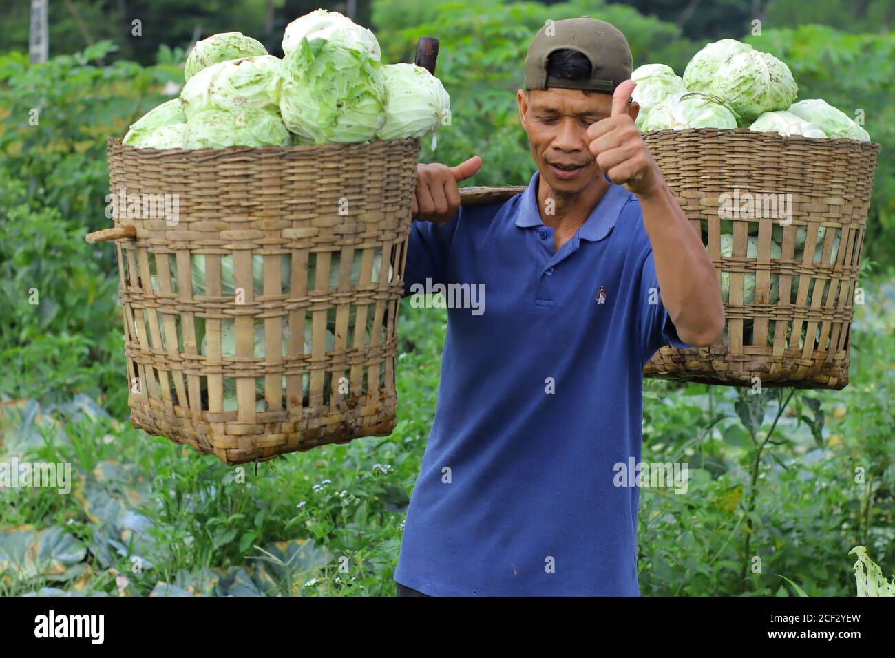 a photo of a cabbage farmer harvesting Stock Photo - Alamy