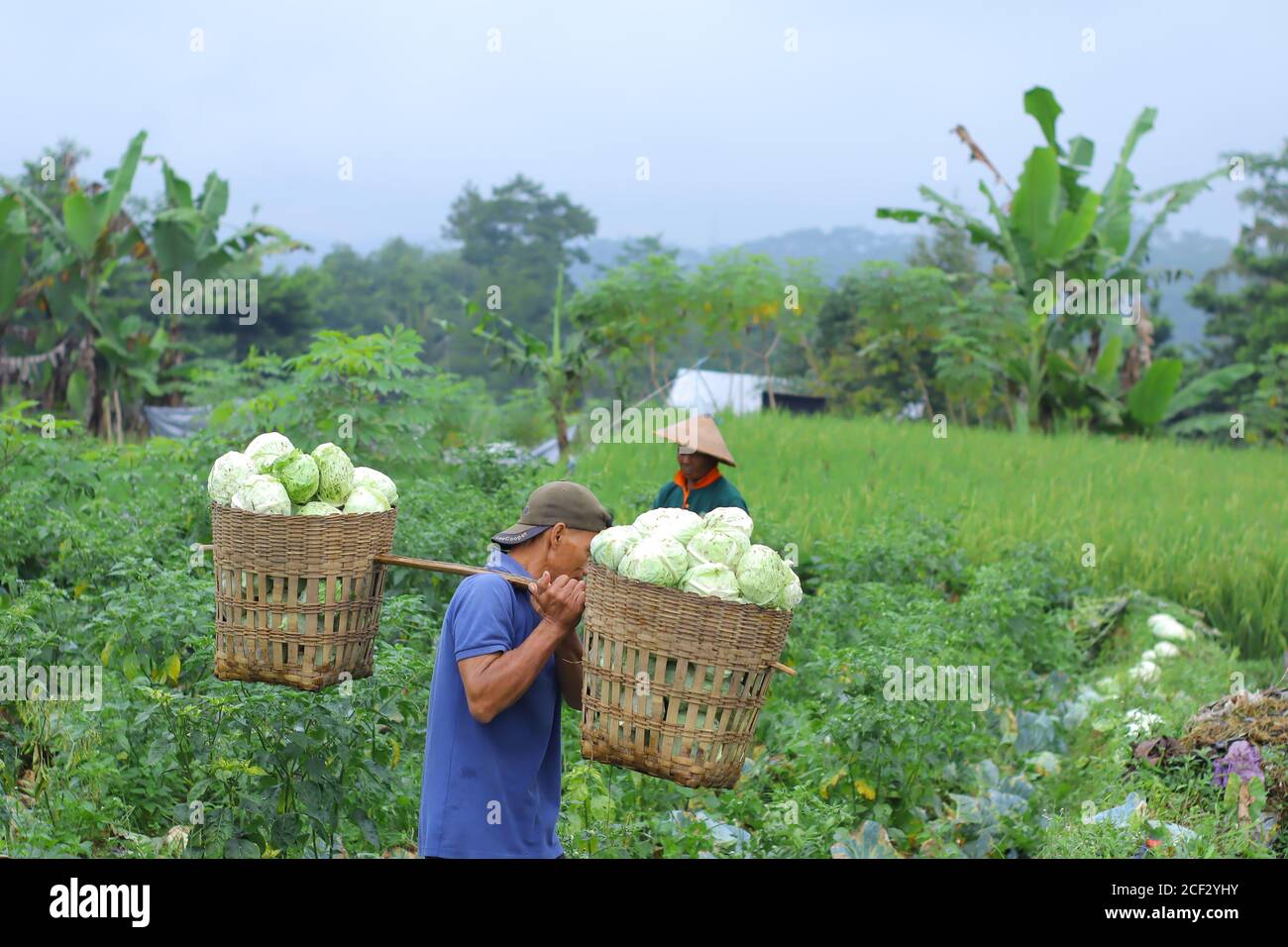 Photo cabbage farmer harvesting hi-res stock photography and images - Alamy