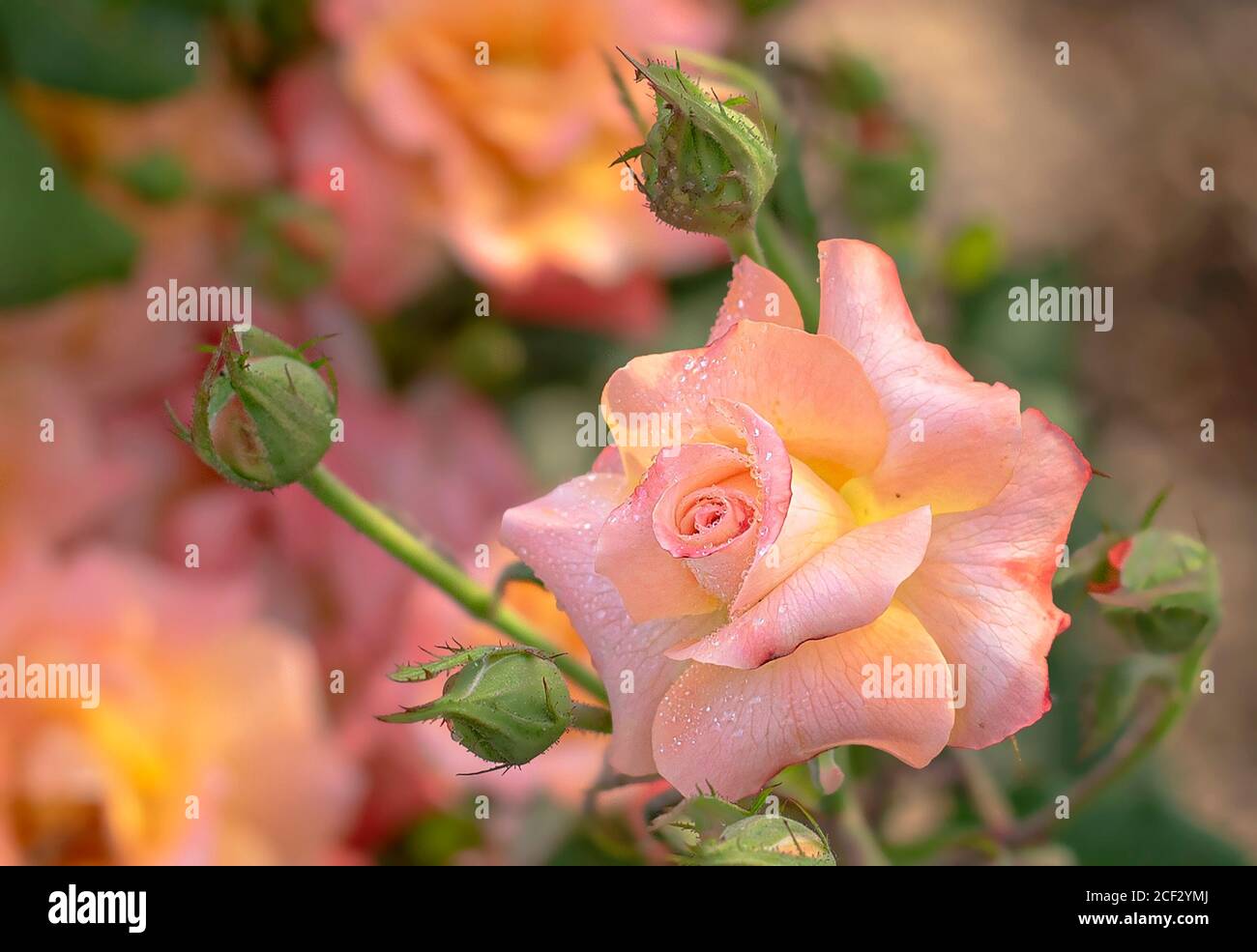 pink rose, flower, background, floral photography Stock Photo - Alamy