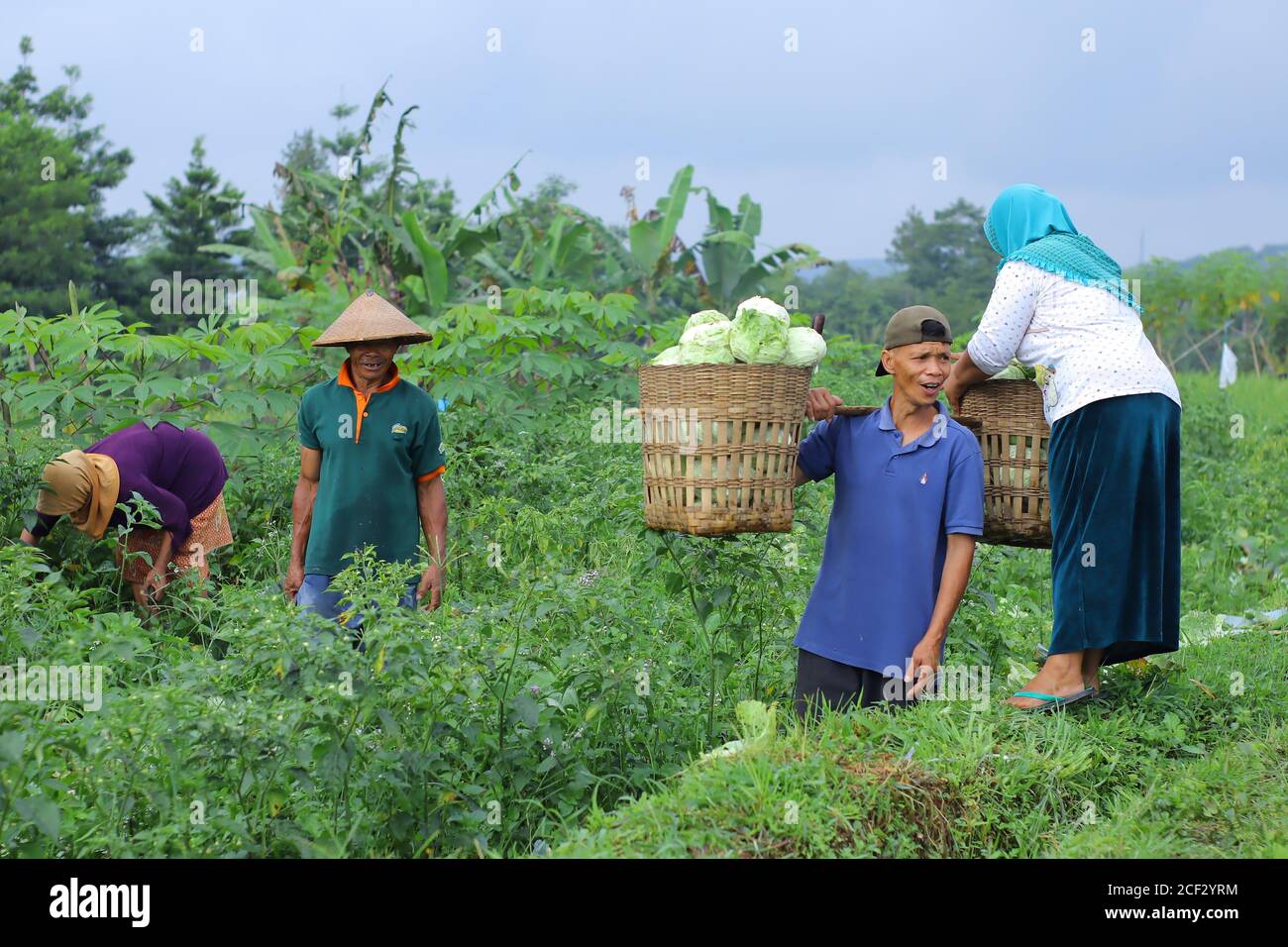 Photo cabbage farmer harvesting hi-res stock photography and images - Alamy