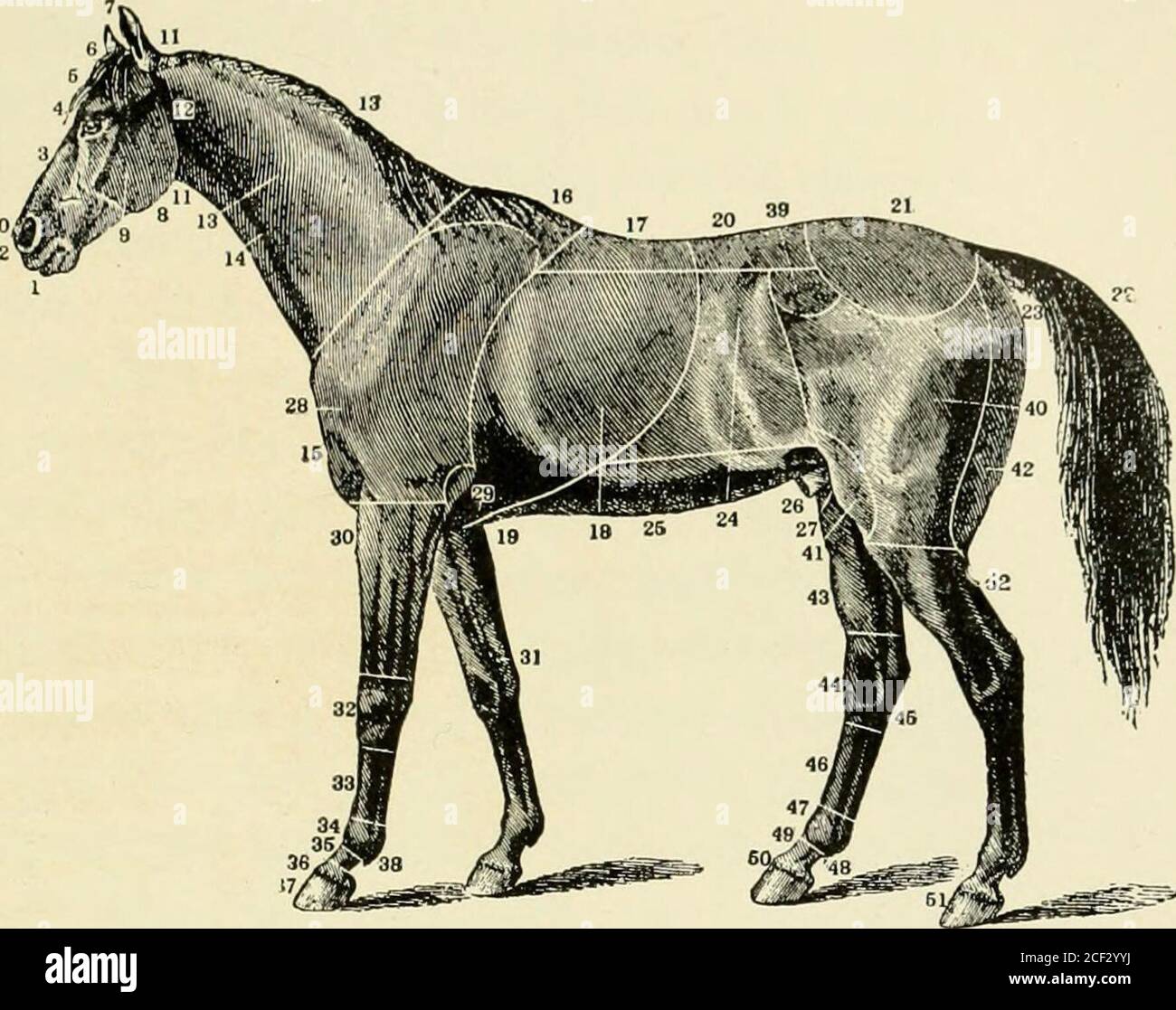 Fetlock joint hi-res stock photography and images - Alamy