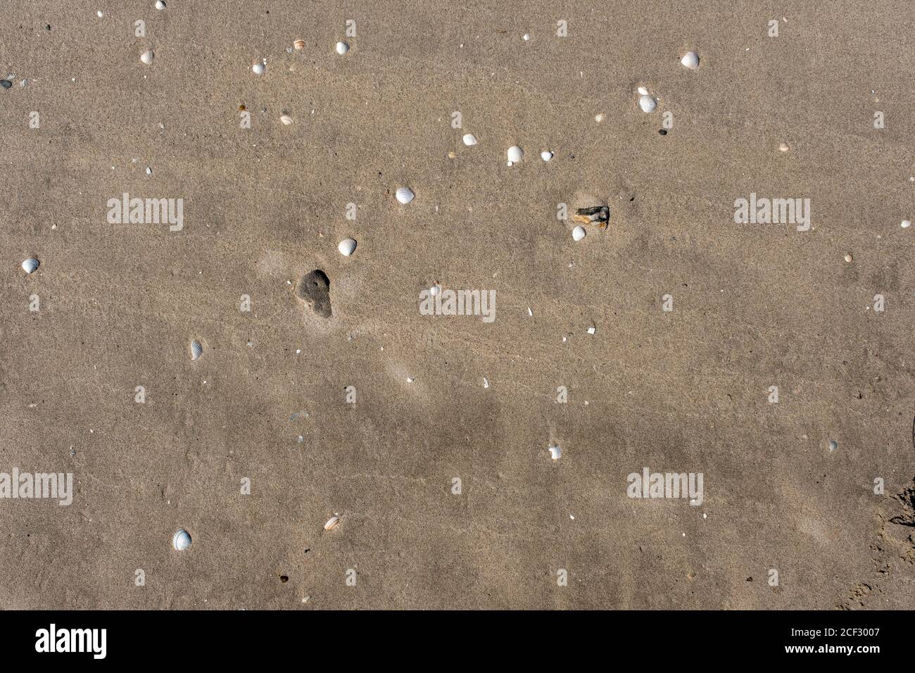 Sand with shells and pebbles on the seashore in sunny weather Stock ...