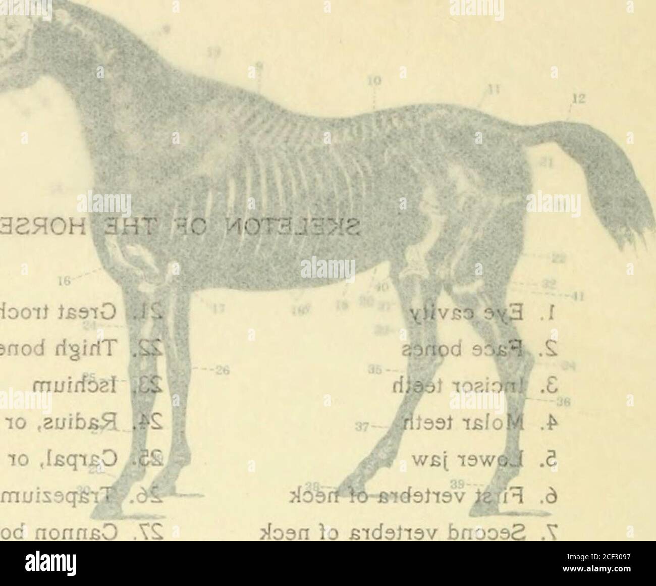 . Riding and driving. Molar teeth 24. 5. Lower jaw 25. 6. First ...