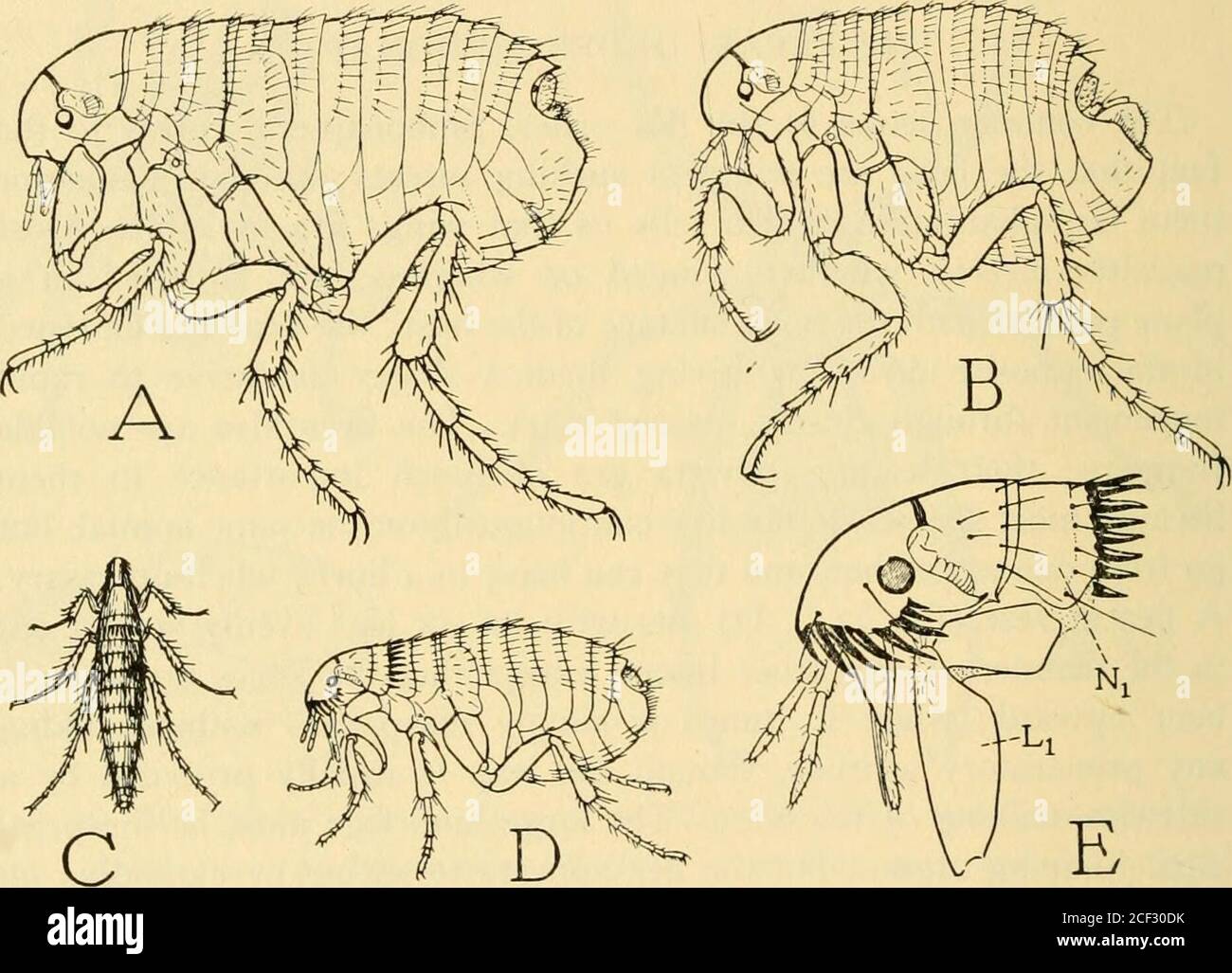 Legless bodies hi-res stock photography and images - Alamy