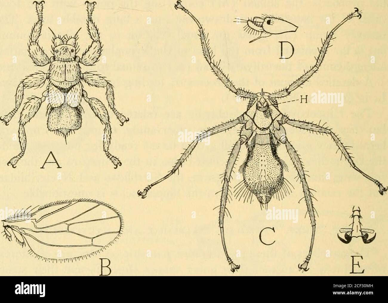 . Smithsonian miscellaneous collections. insert the short proboscis ...