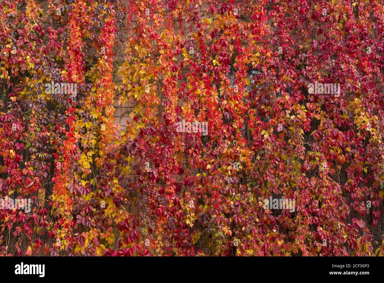 Creeping plant wild grape in the park Stock Photo - Alamy