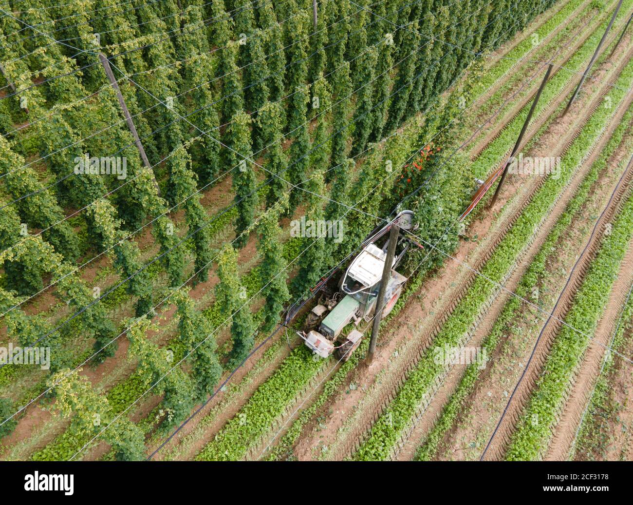 Wolnzach, Germany. 03rd Sep, 2020. Harvesters harvest hops in a hop ...