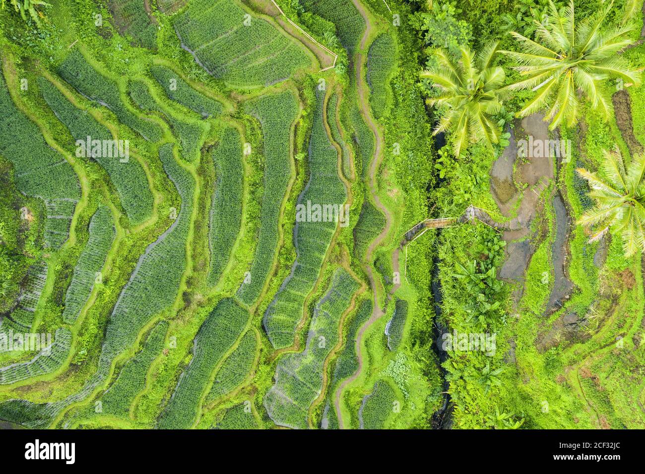 View from above, stunning aerial view of the Tegalalang rice terrace ...