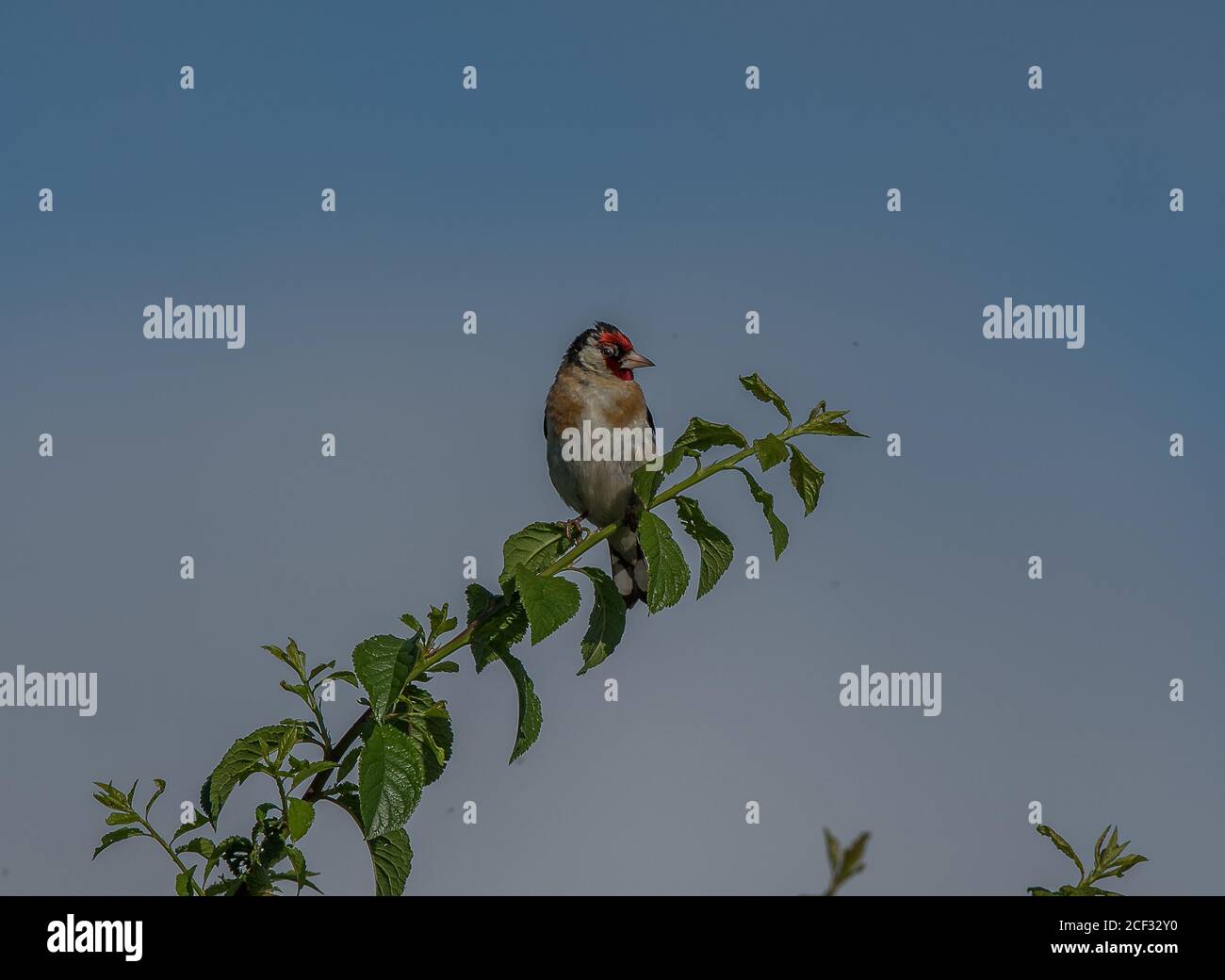 Gavin finch hi-res stock photography and images - Alamy