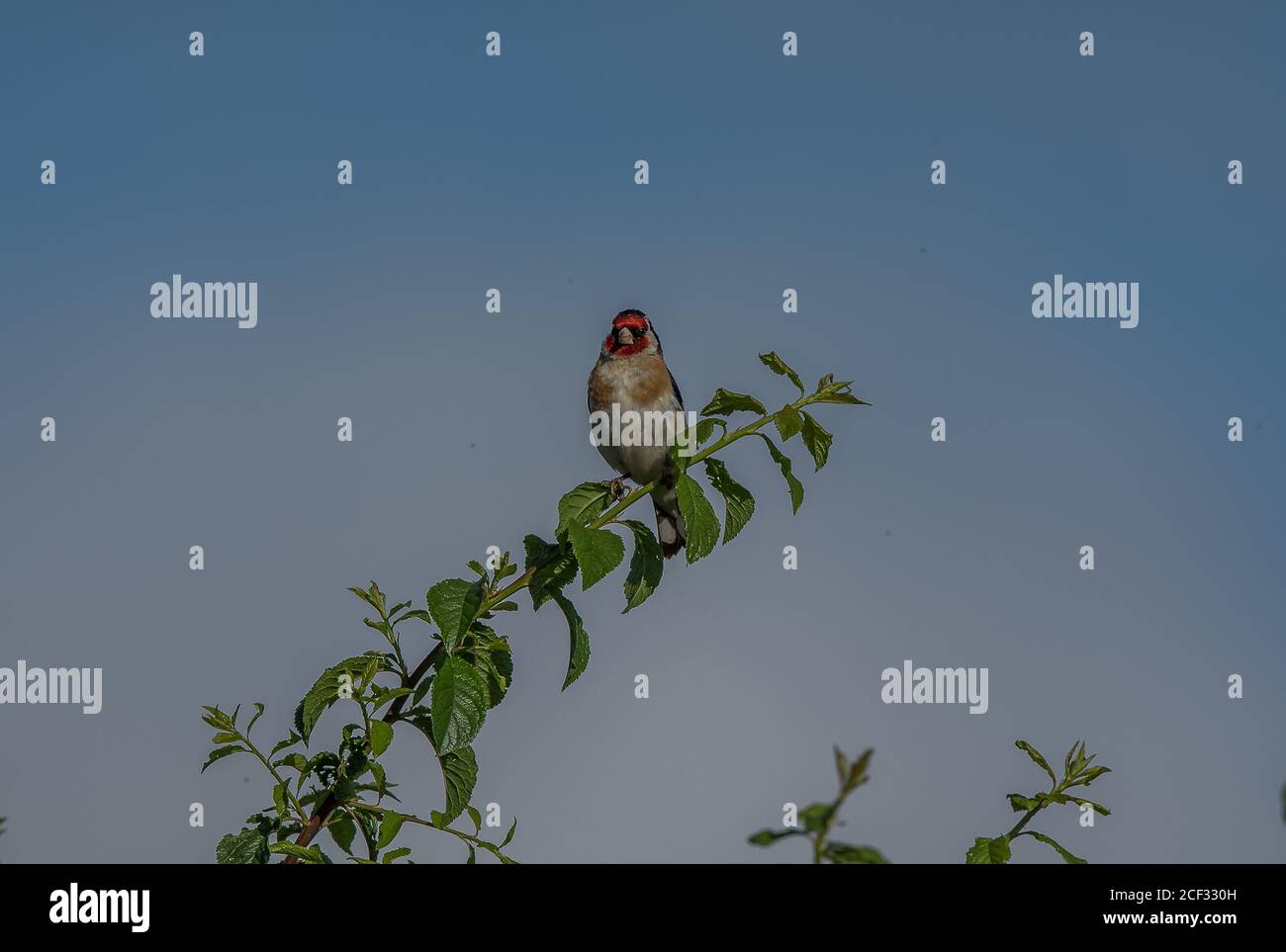 Gavin finch hi-res stock photography and images - Alamy