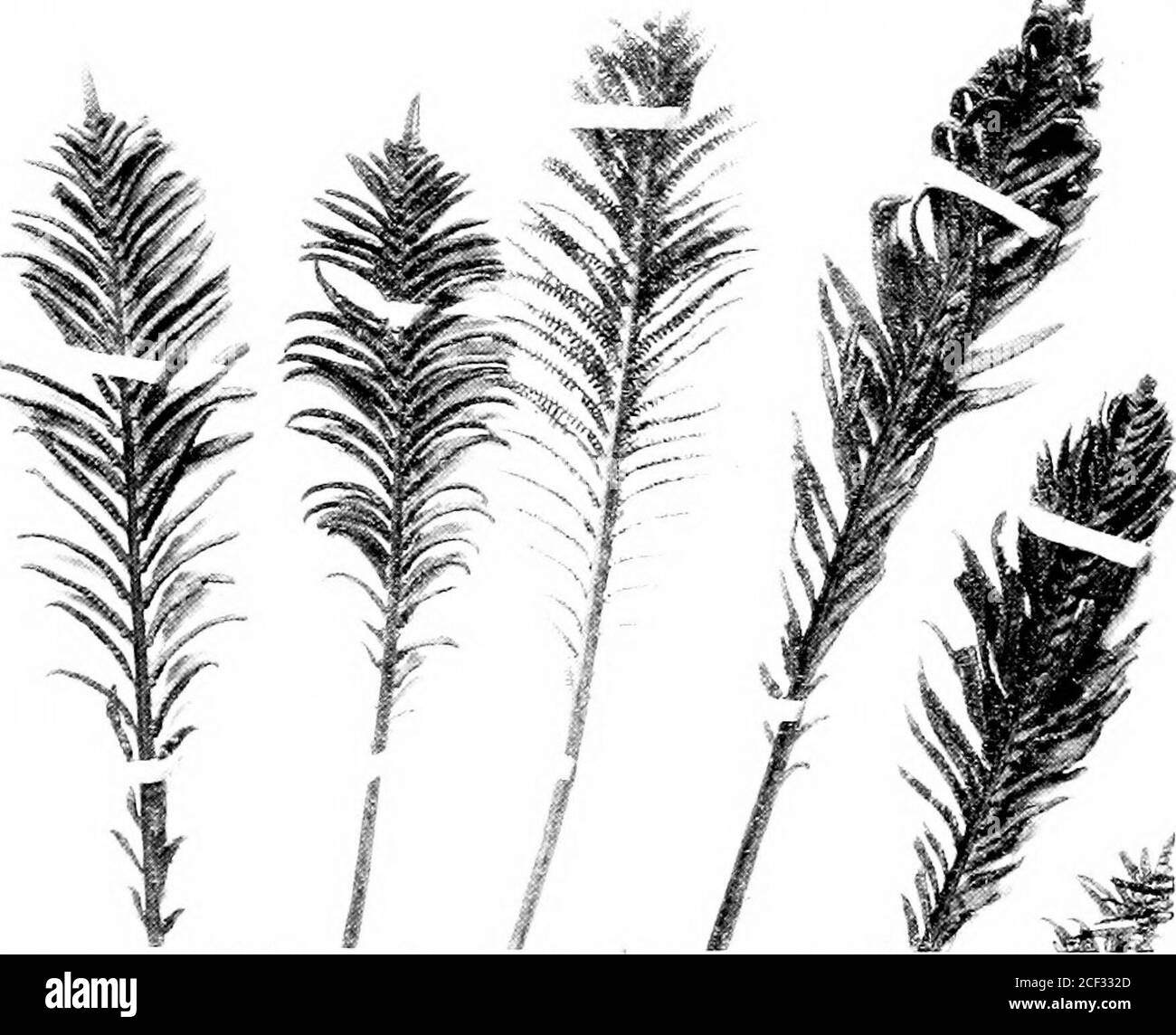 Fern crown Black and White Stock Photos & Images - Alamy