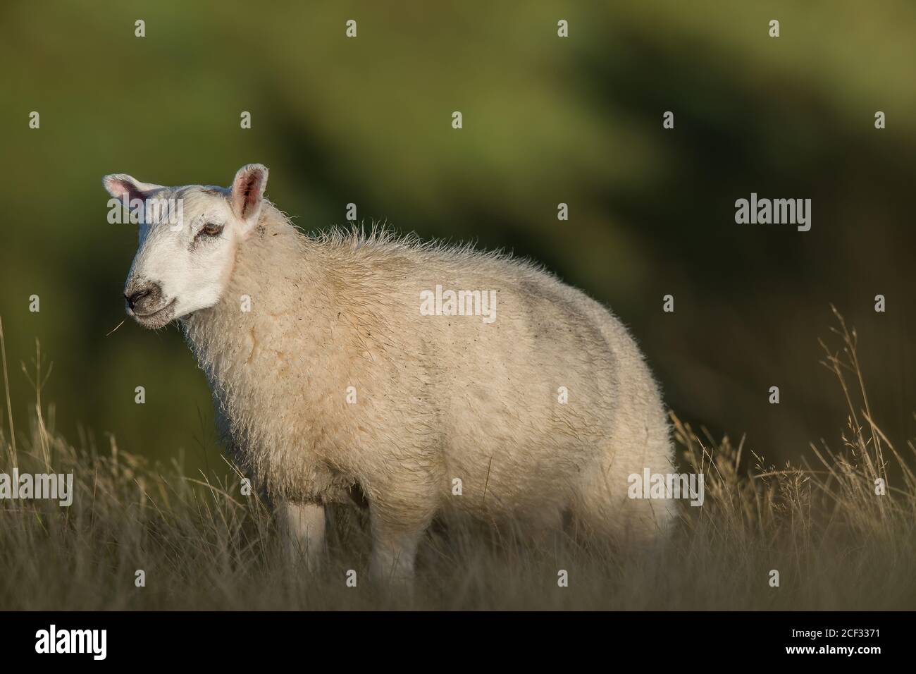 Sheep peeping hi-res stock photography and images - Alamy