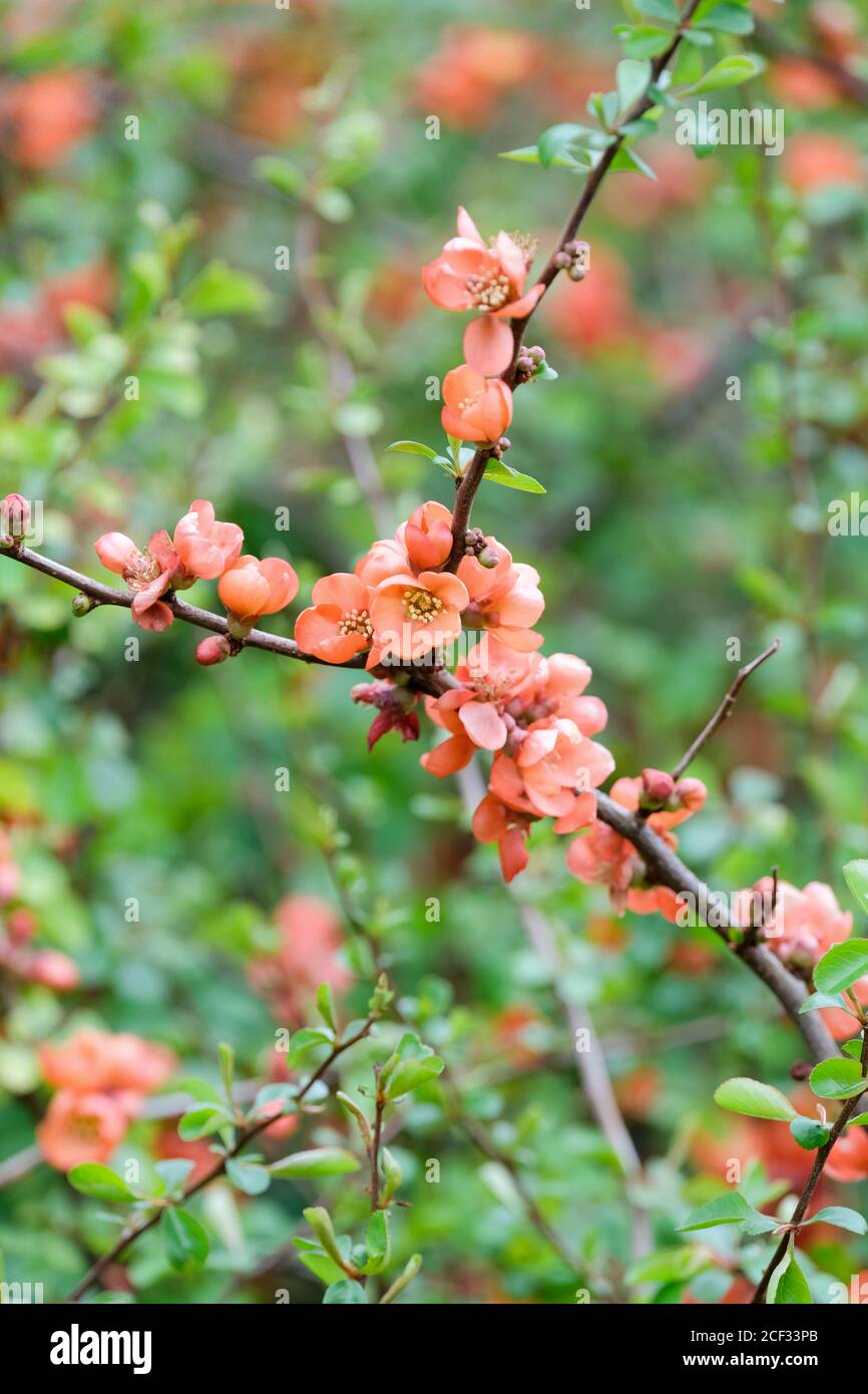 Maules quince hi-res stock photography and images - Alamy