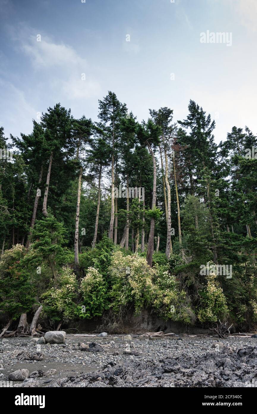 Tropical and subtropical coniferous forests hi-res stock photography ...