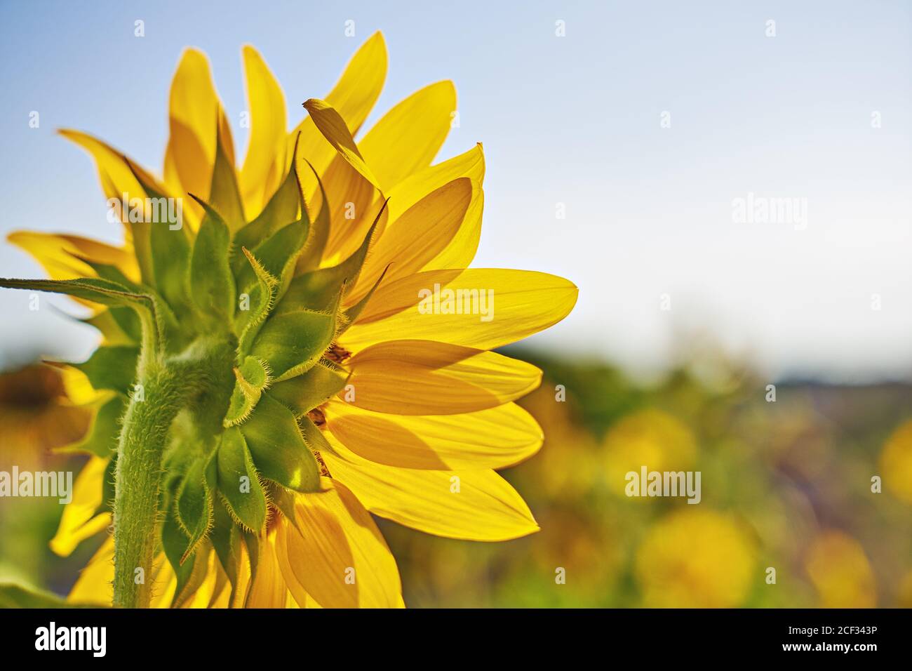 Sunflower inflorescence against summer blue sky. Field of sunflowers ...