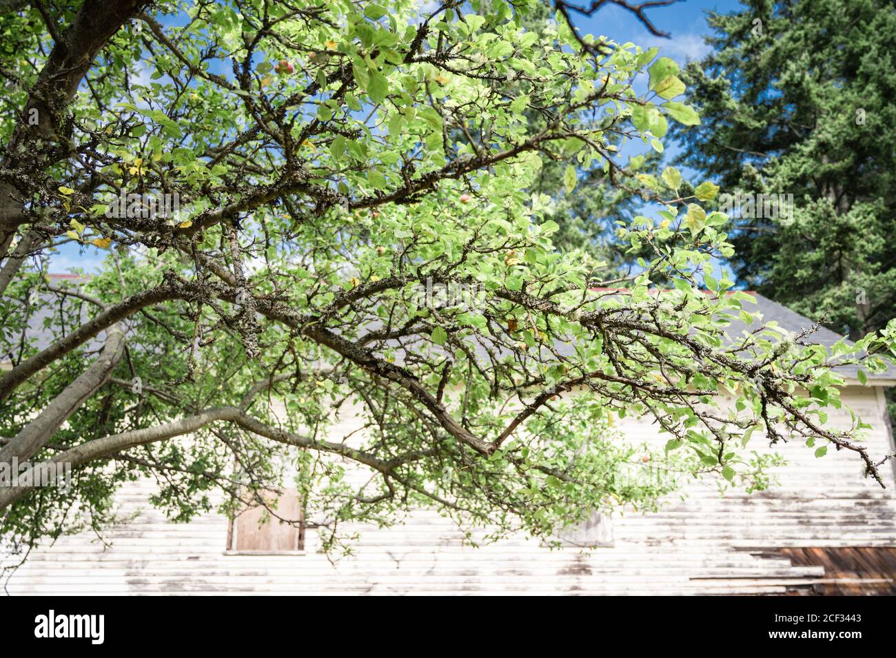 Leafy green apple tree in front of rustic white structure Stock Photo ...