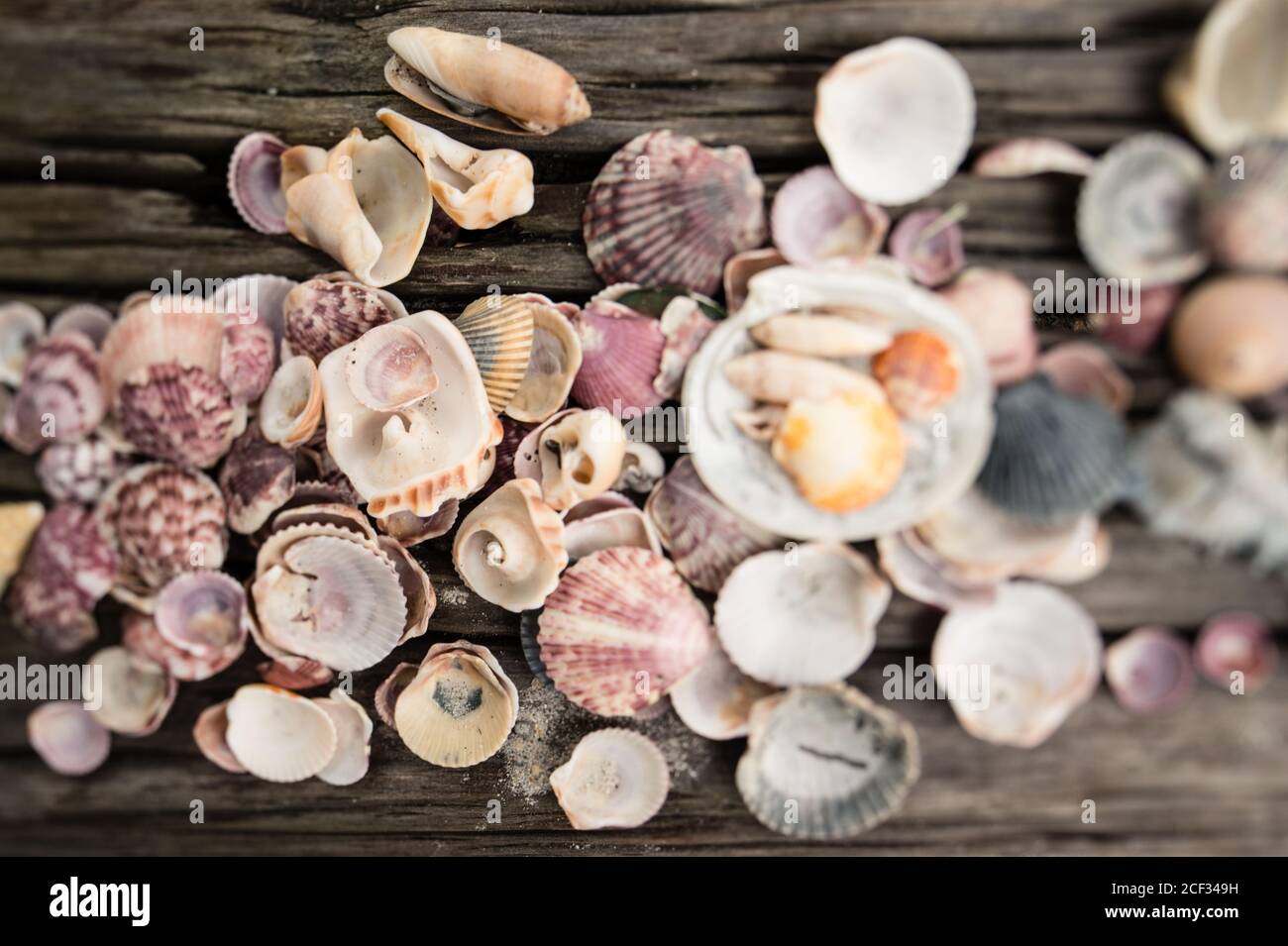 Yellow shells hi-res stock photography and images - Alamy