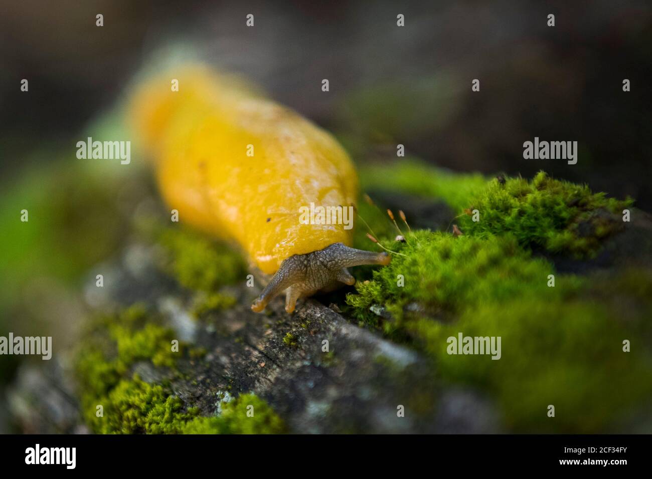 Banana Slugs High Resolution Stock Photography and Images - Alamy