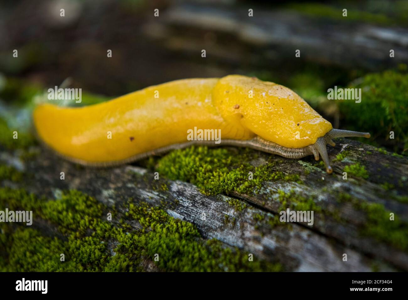 Banana Slug On Moss High Resolution Stock Photography and Images - Alamy