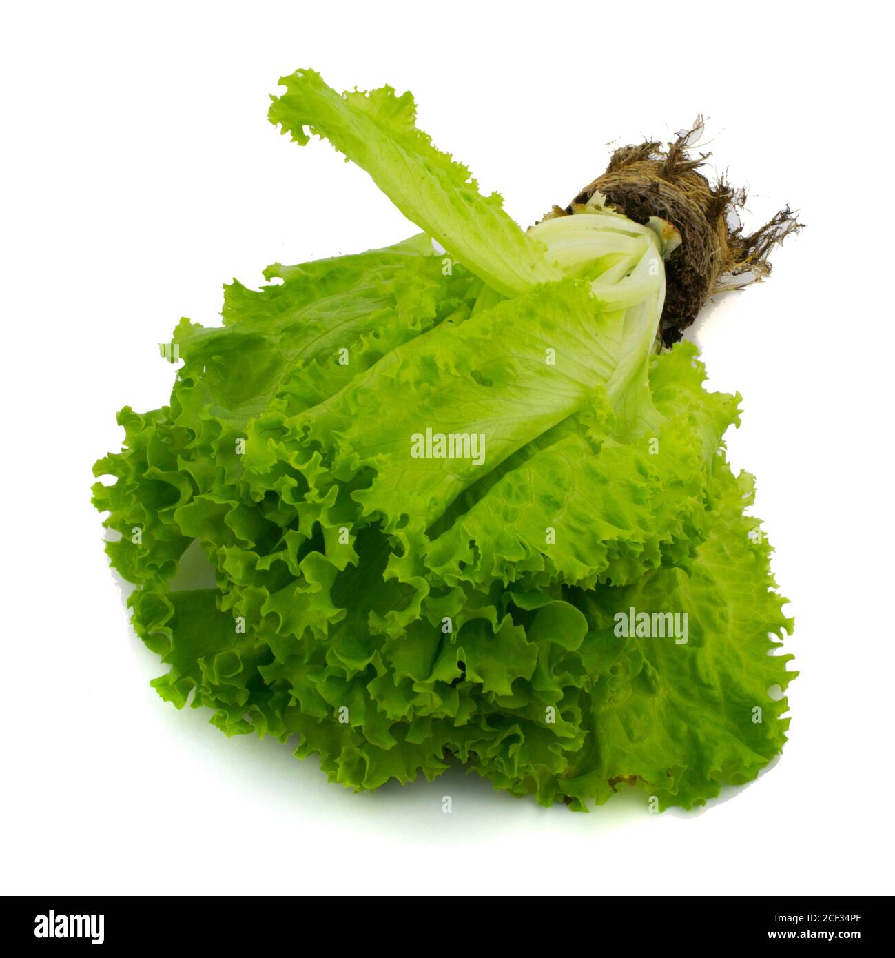 bunch of fresh green lettuce with roots isolated on the white ...