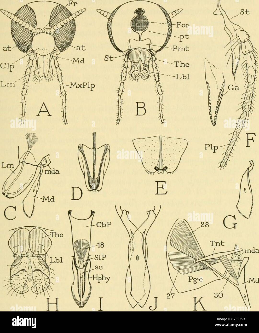 Maxillary galeae hi-res stock photography and images - Alamy