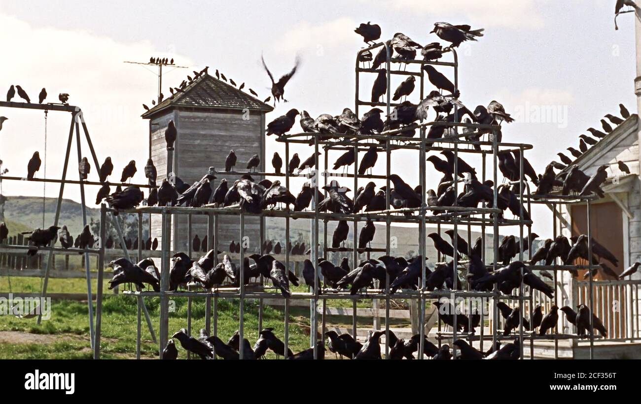 Alfred hitchcock the birds still hi-res stock photography and images ...