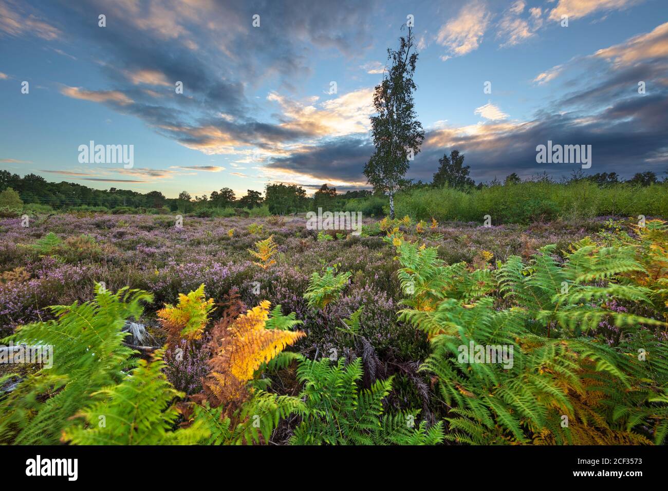 Our common ferns hi-res stock photography and images - Alamy