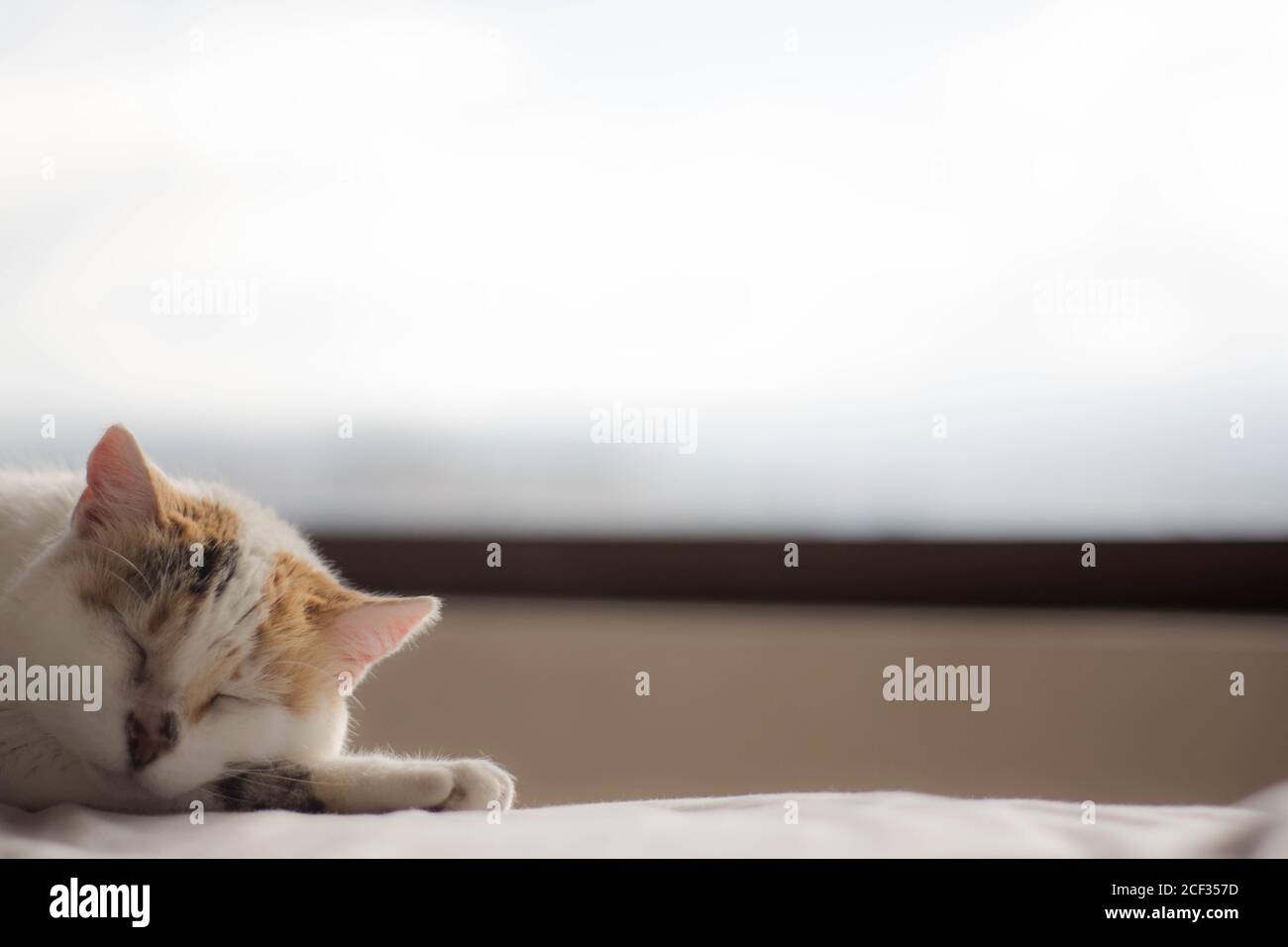 chill cat on a bed Stock Photo - Alamy